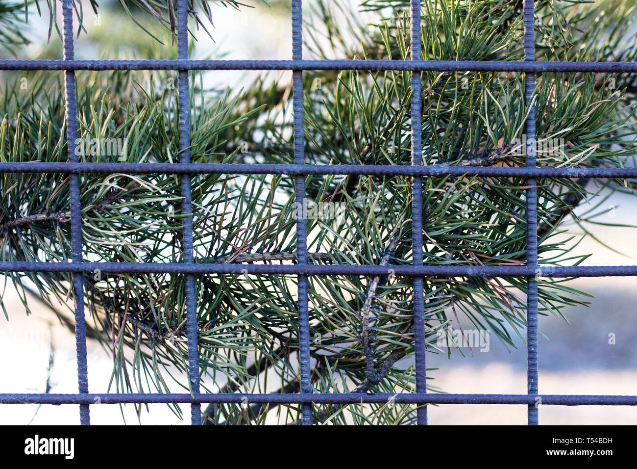 Green branches of spruce tree located behind the fence of metal mesh ...
