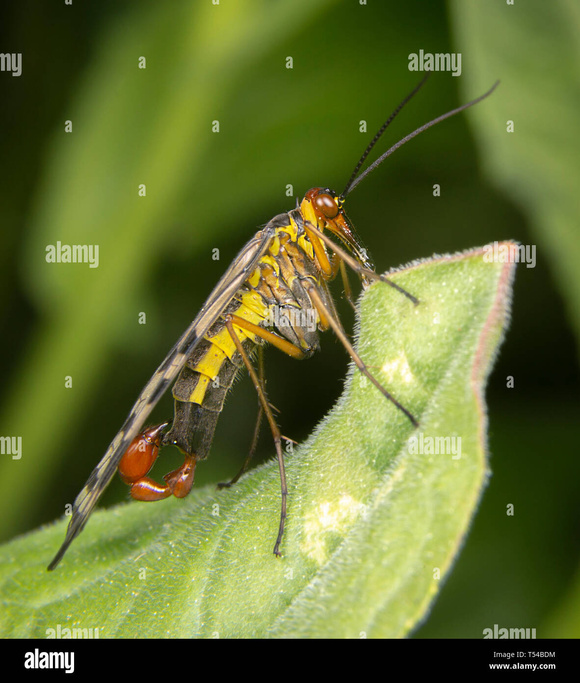 Male scorpion fly Panorpa meridionalis mecoptera posing on green leaf ...