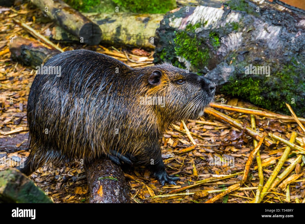 closeup portrait of a coypu, tropical water rodent from America Stock ...