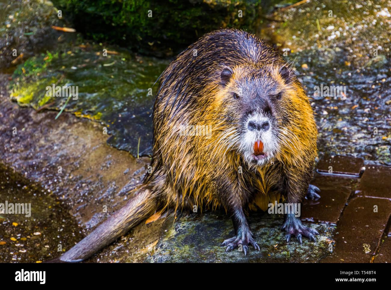 Spiny Rat High Resolution Stock Photography and Images - Alamy