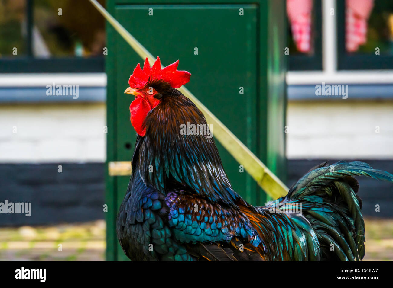 Double laced barnevelder Rooster, Male chicken with colorful feathers ...