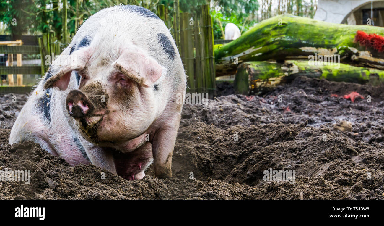 closeup of a female bentheimer pig sitting in the mud, Dutch pig breed ...