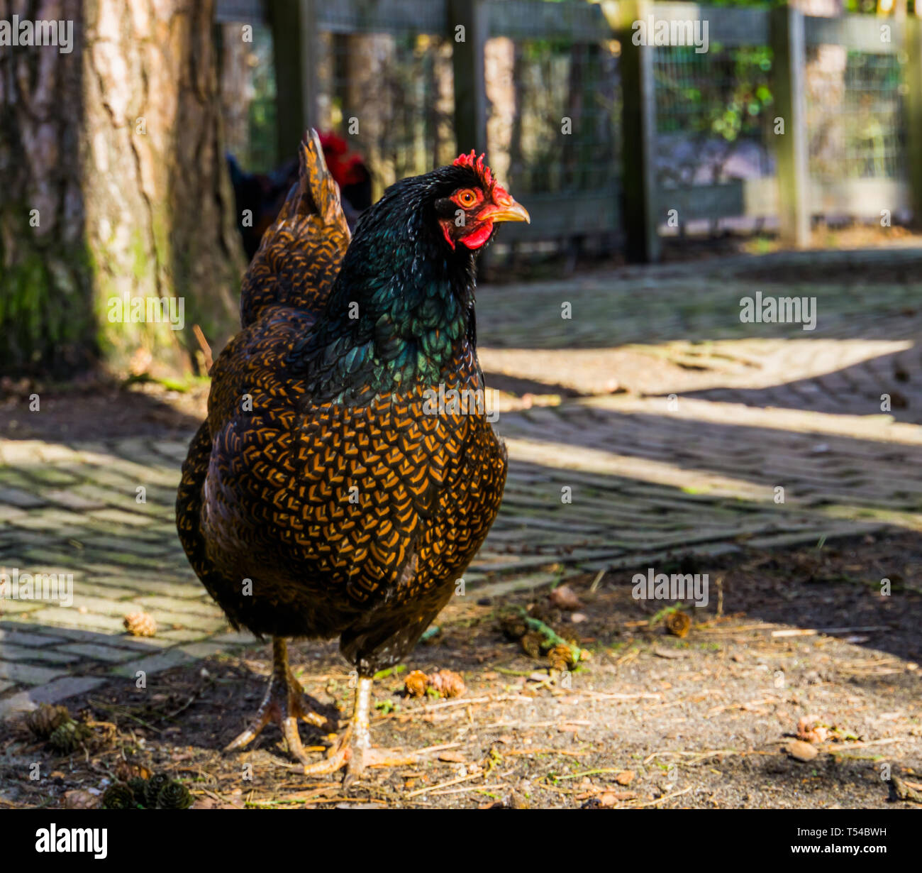 double laced Barnevelder hen, popular dutch chicken hybrid breed ...