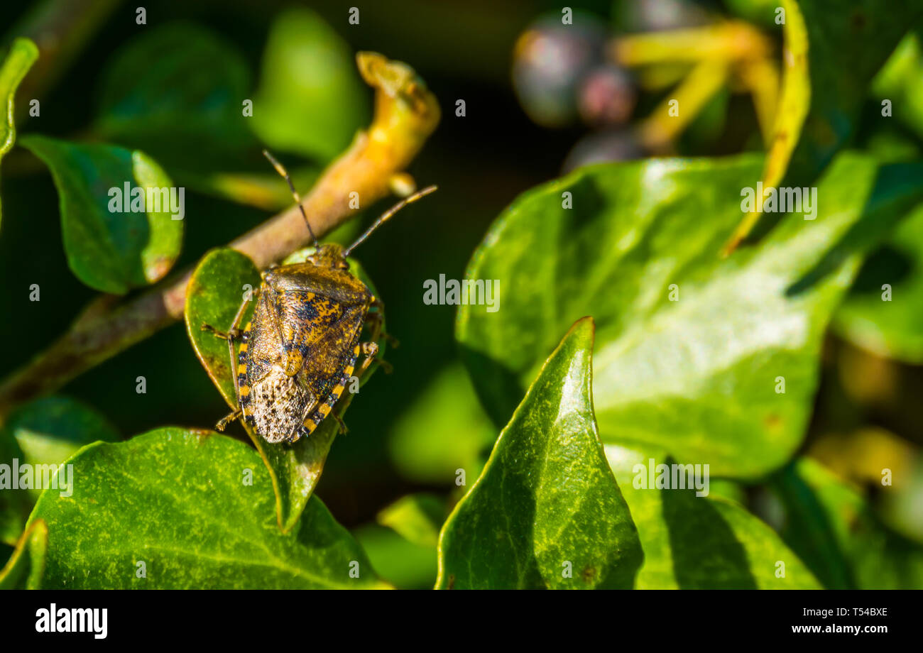 macro closeup of a mottled shield bug sitting on a green ivy leaf ...