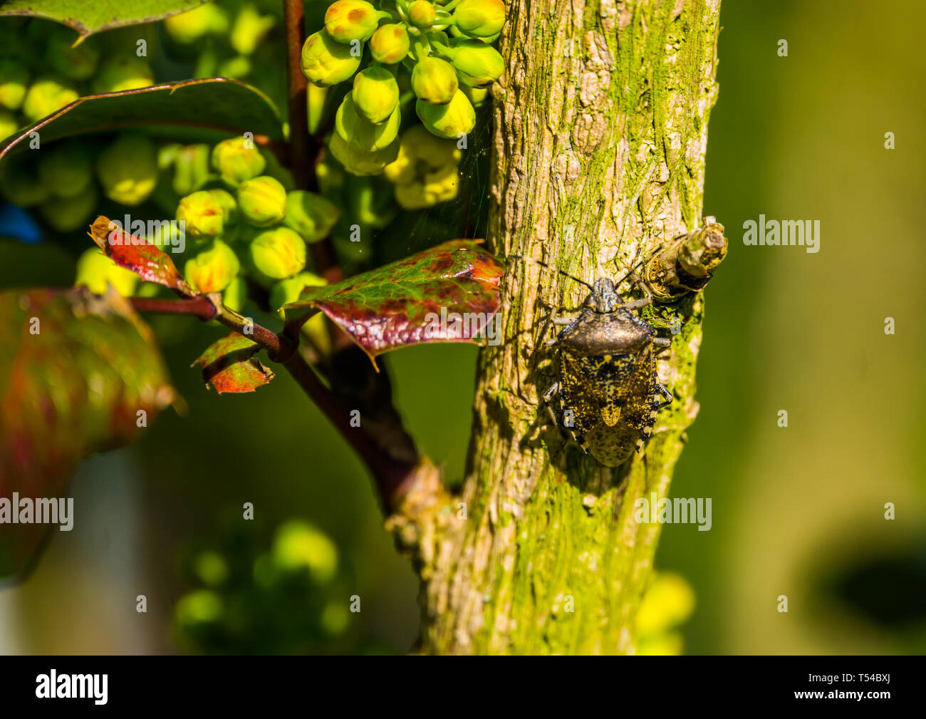 Mottled shield bug sitting on a tree branch, common insect from europe ...