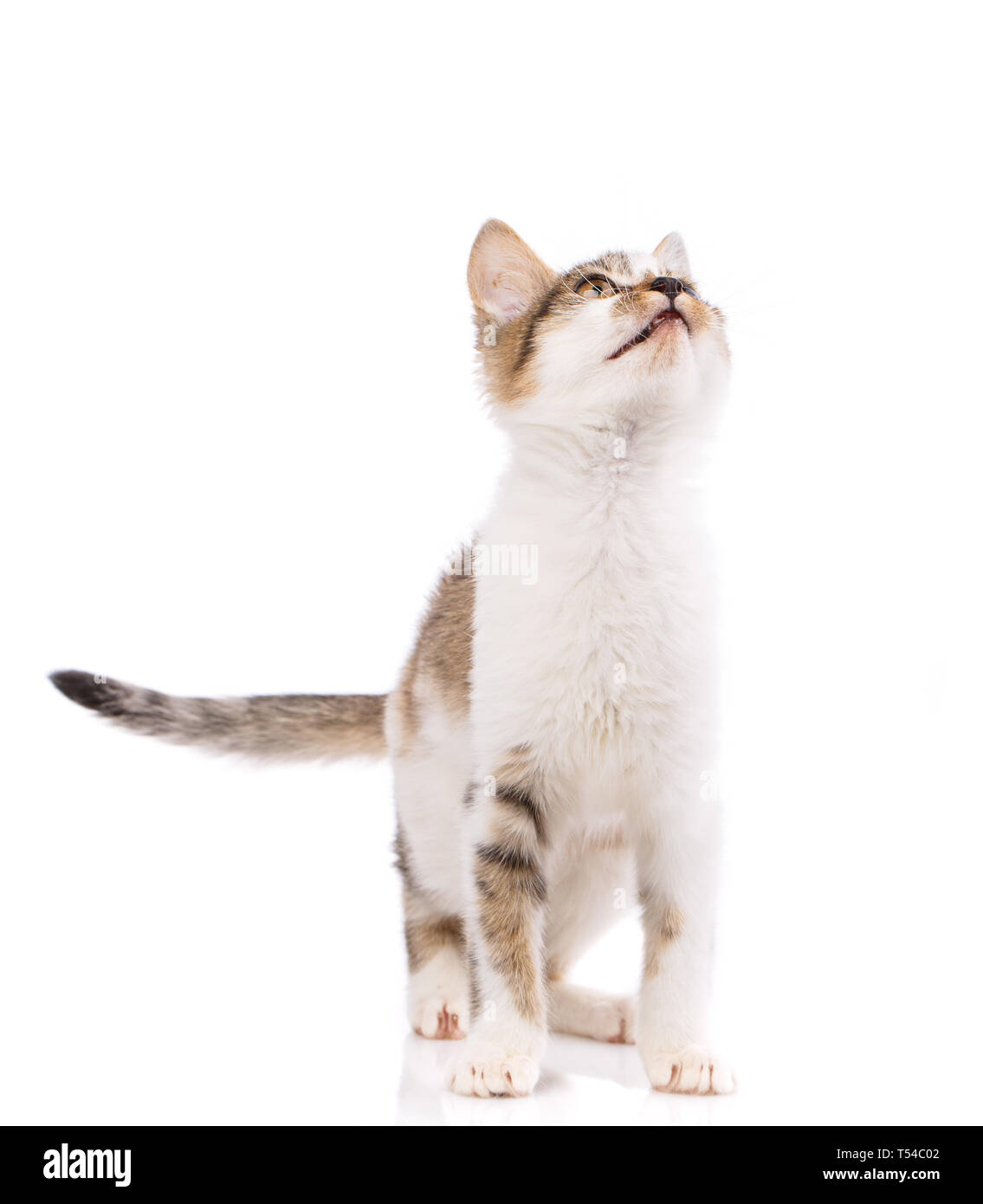 A kitten sits on the front and looks up. . The cat is isolated on a ...