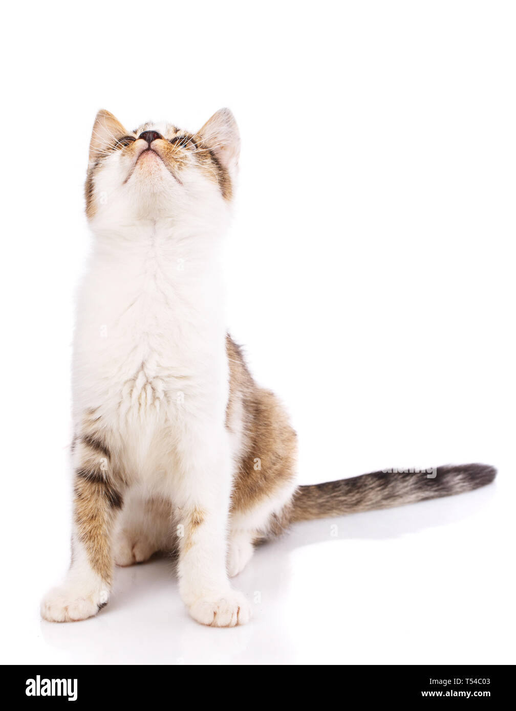 Kitty sits face to camera and raised her head up. The cat is isolated ...