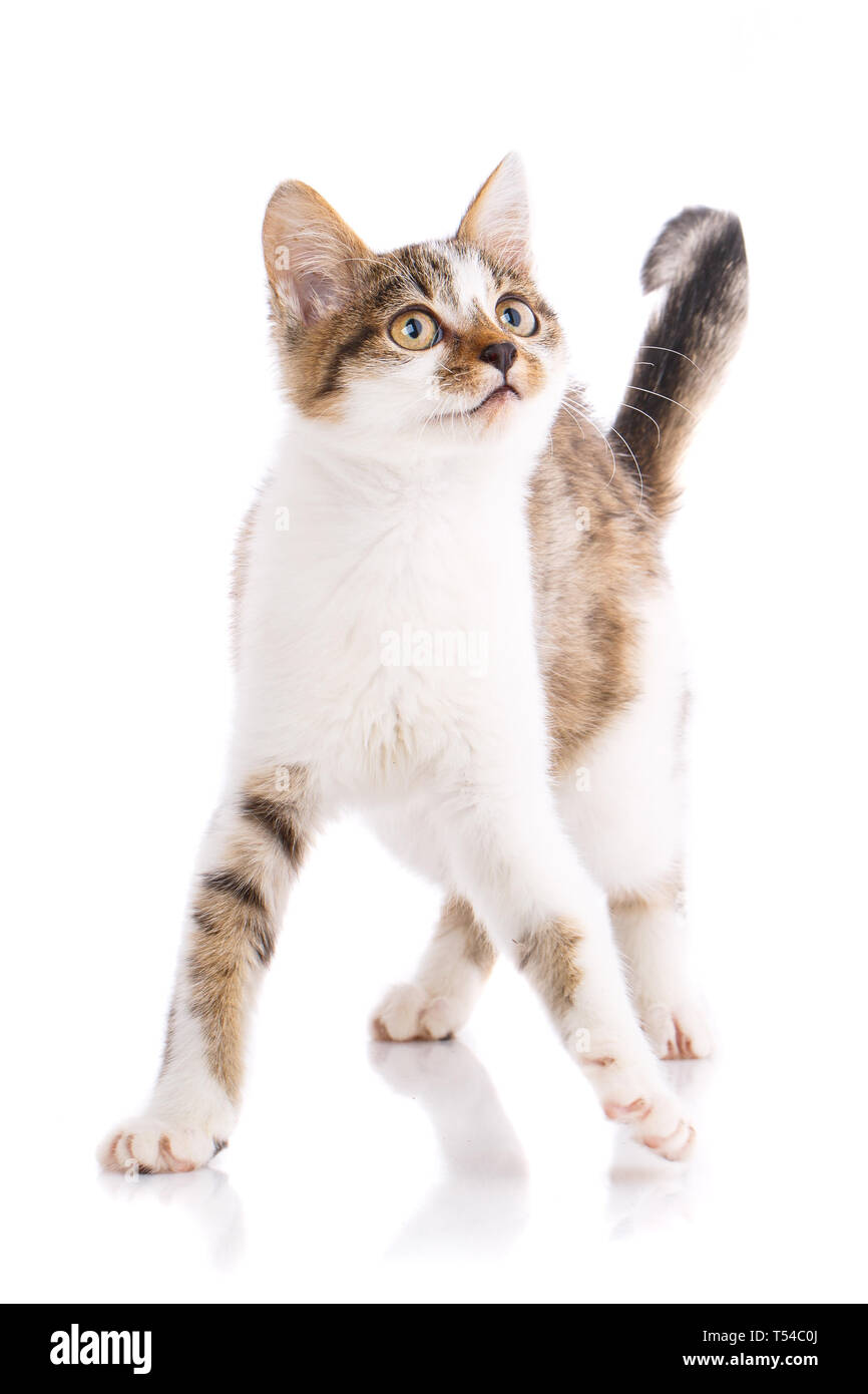 A playful, fluffy kitten looking up. The cat is standing by lifting the ...
