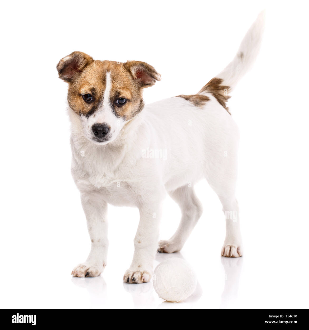 The dog is with a raised tail. Puppy standing near the ball. Isolated ...