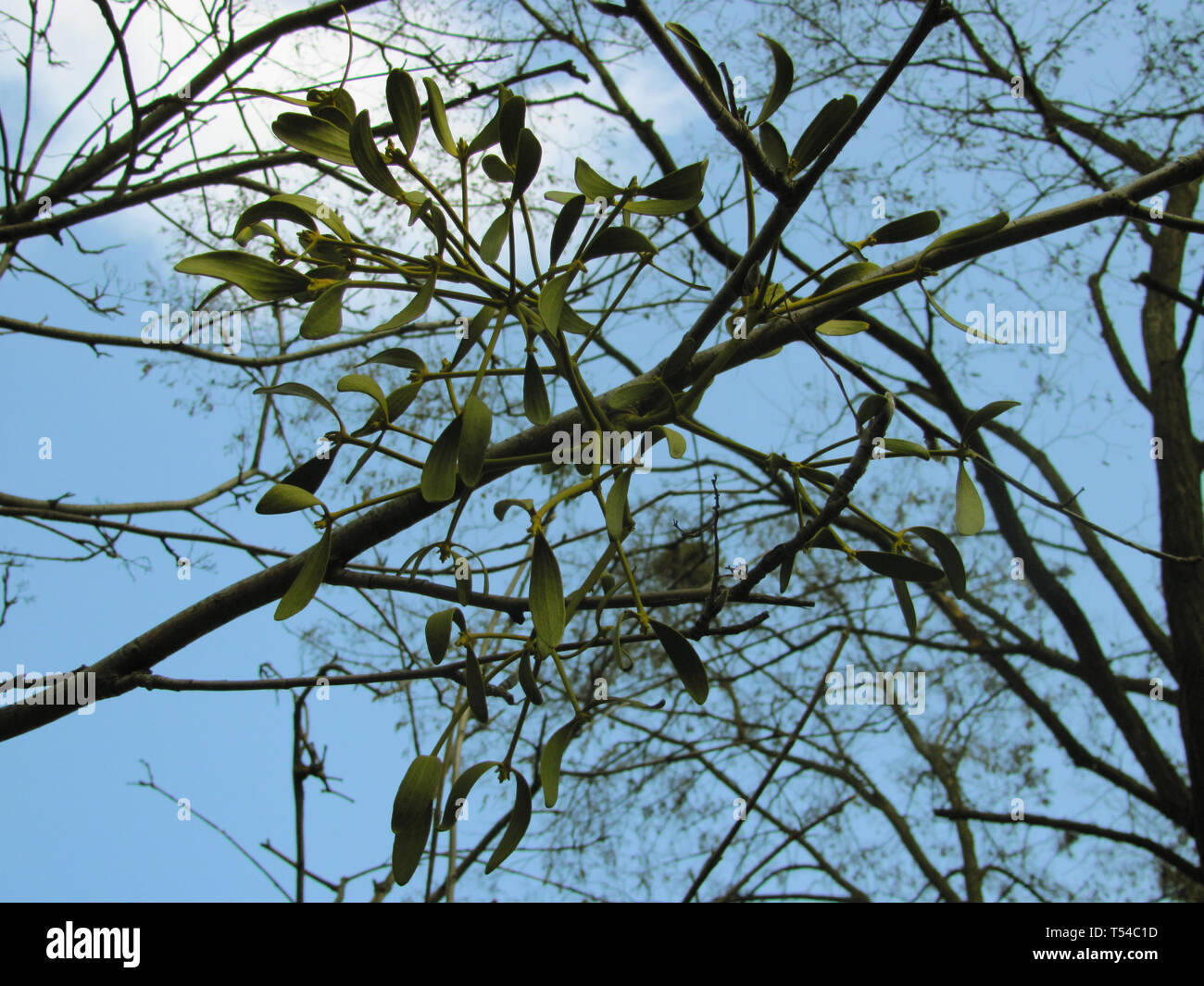 Mistletoe on tree branch, on blue sky, shallow DOF Stock Photo - Alamy