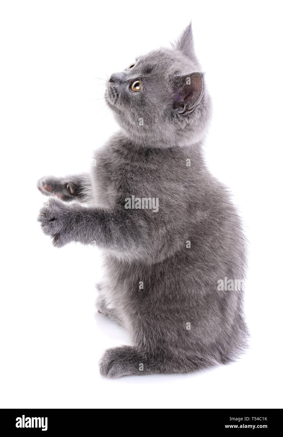 Fluffy cat looks to the left. Cat on hind legs. Funny gray kitten looks ...