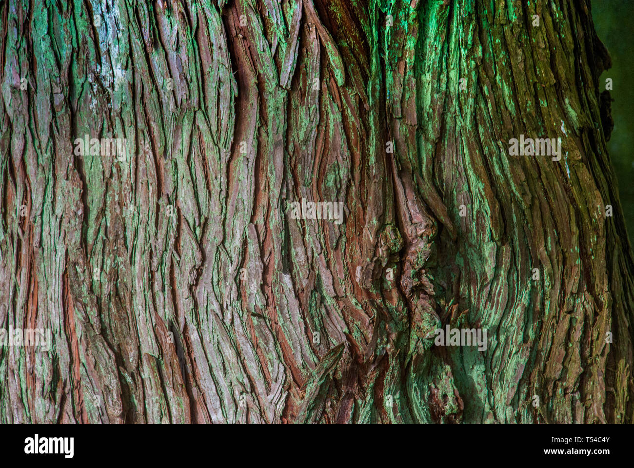 Beautiful detail and texture from big tree. Suitable for making ...