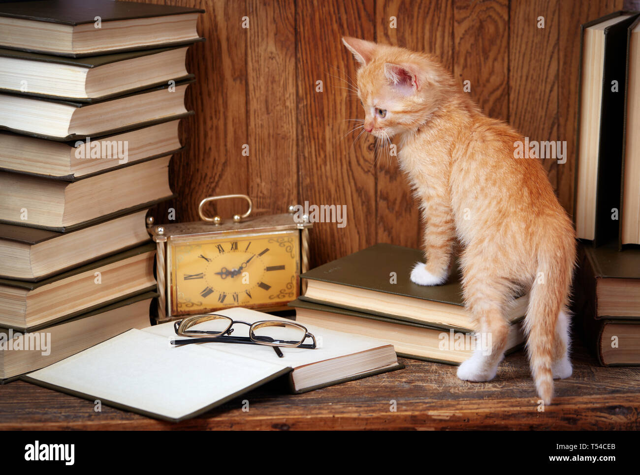 A cat in the library reads a book. Kitten in school. The cat looks at ...
