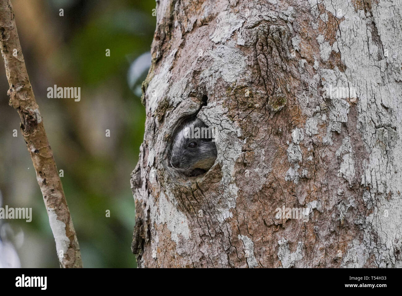 The Amazon, Peru. 21st Mar, 2019. Yellow-crowned brush-tailed rat ...