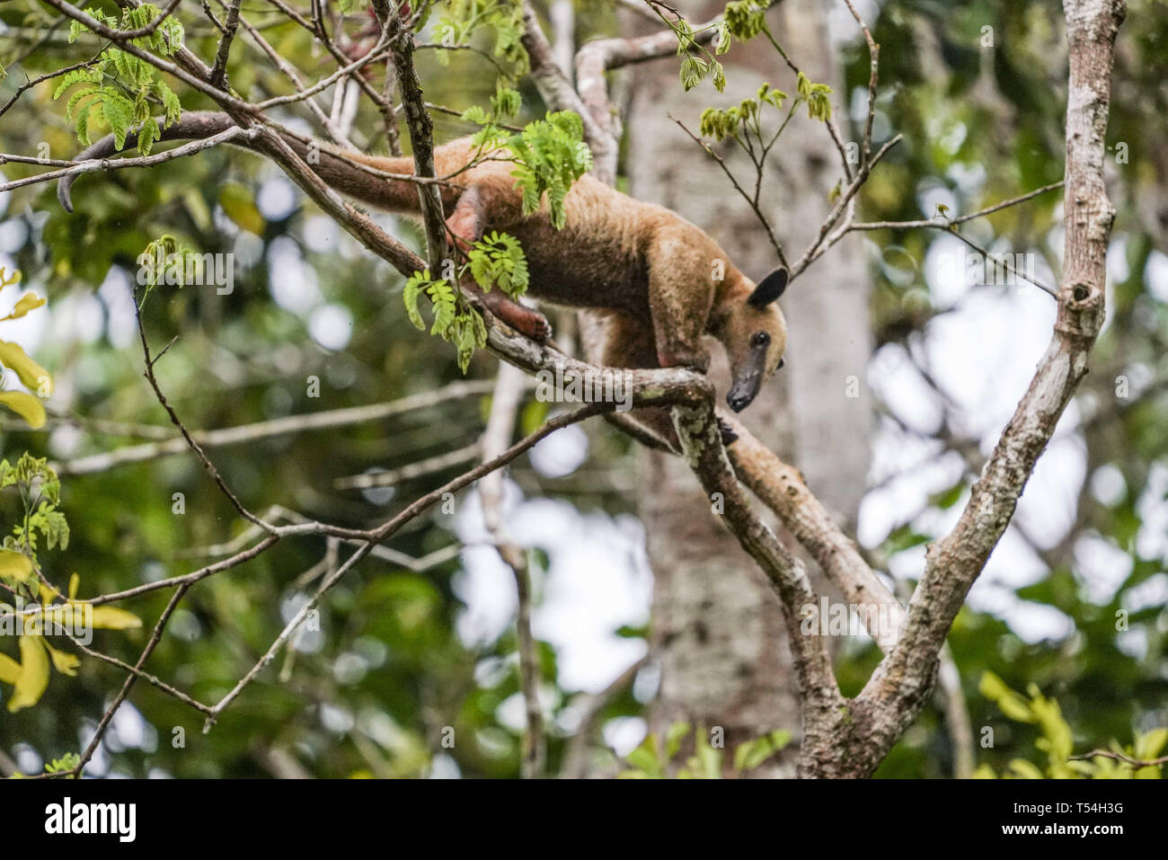 The Amazon, Peru. 21st Mar, 2019. Tamandua or Lesser Anteater, Tamandua ...