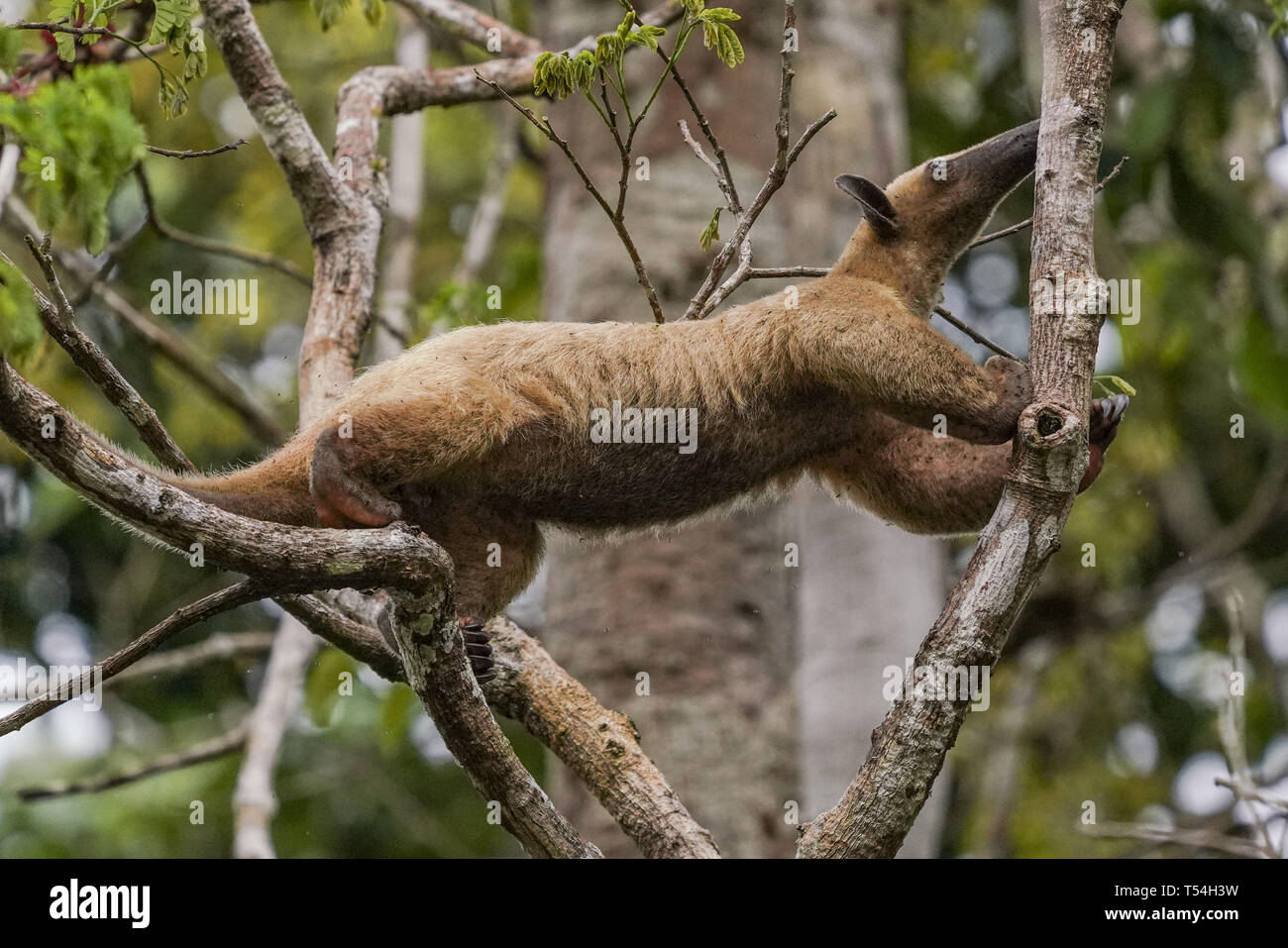 The Amazon, Peru. 21st Mar, 2019. Tamandua or Lesser Anteater, Tamandua ...