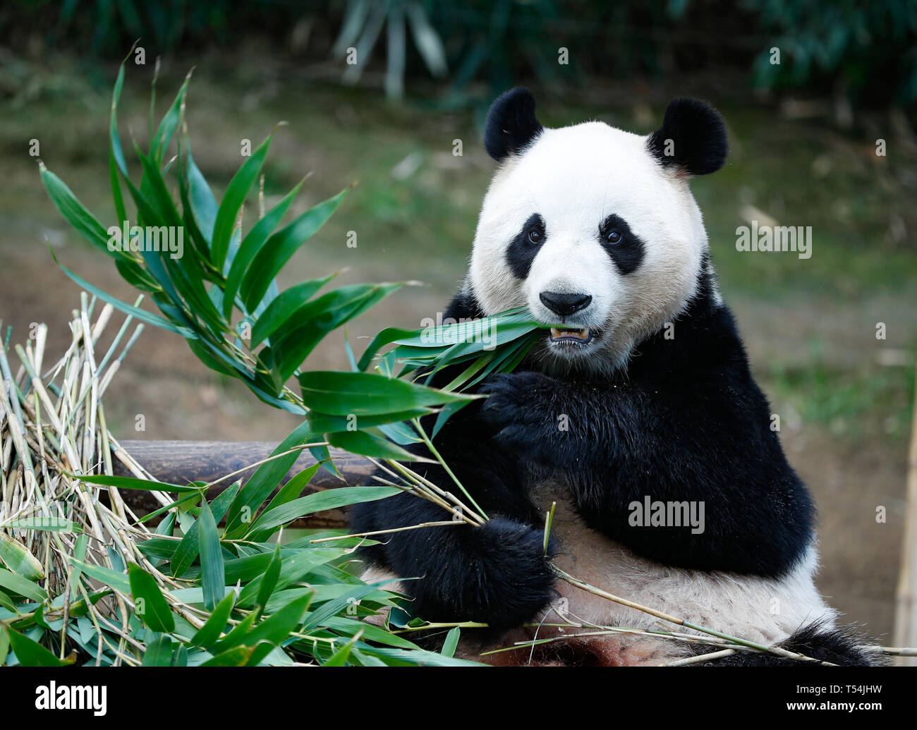Yongin, South Korea. 18th Apr, 2019. Chinese female giant panda Ai Bao ...