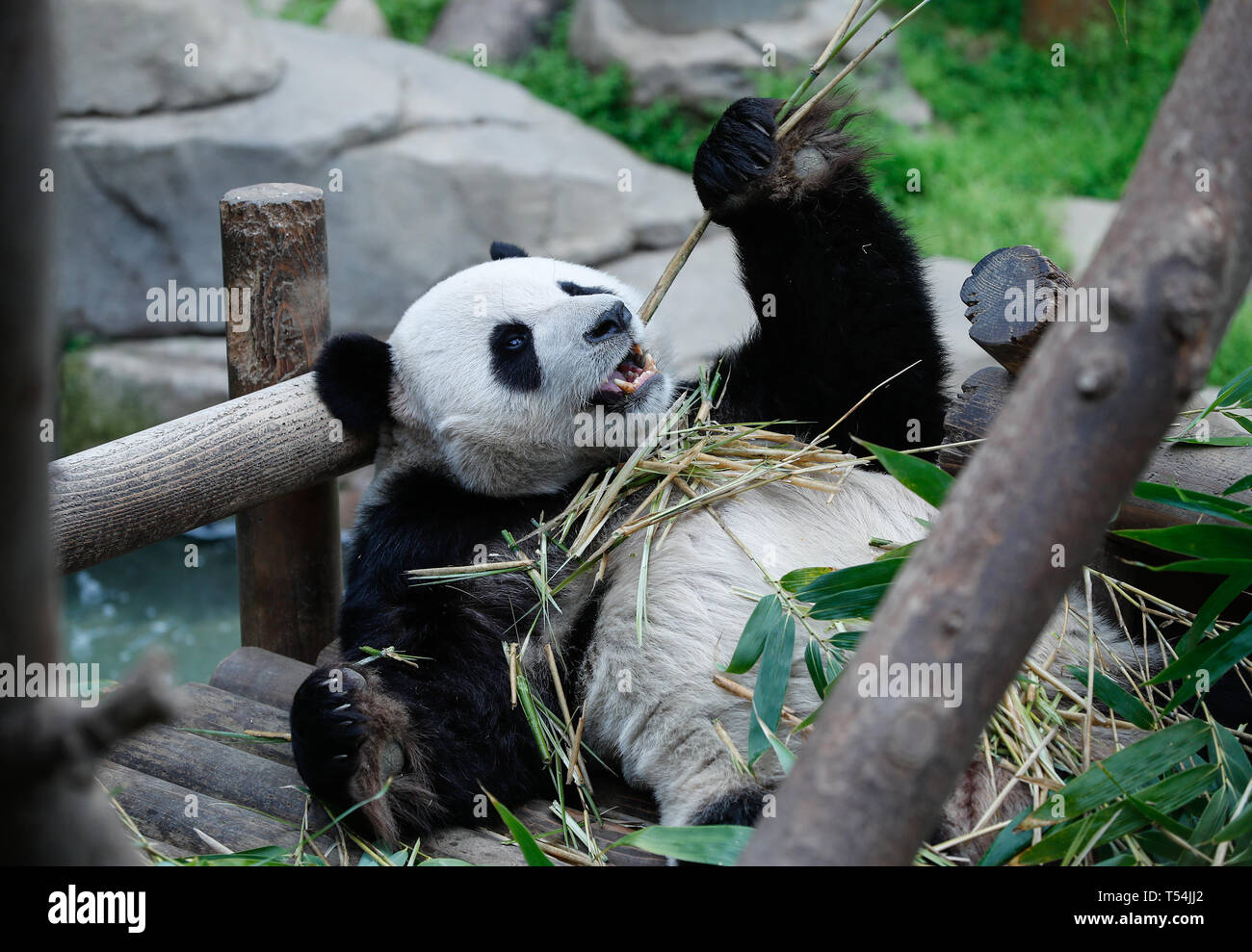 Yongin, South Korea. 18th Apr, 2019. Chinese male giant panda Le Bao ...