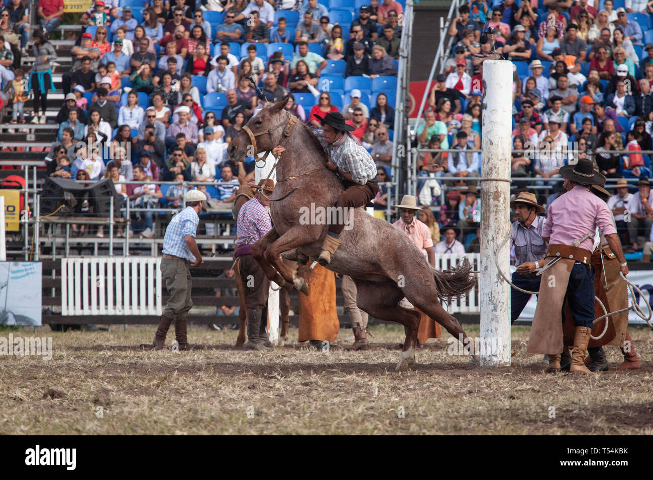 Montevideo, Uruguay. 20th Apr, 2019. A Gaucho (Cowboy) seen riding a ...
