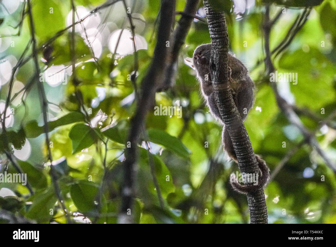 Clavero, Amazon, Peru. 20th Mar, 2019. The pygmy marmoset, Cebuella ...