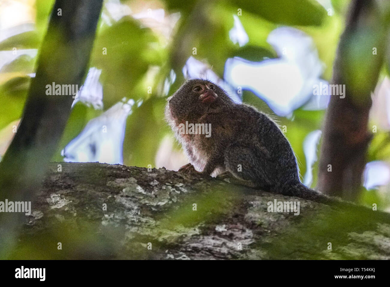 Clavero, Amazon, Peru. 20th Mar, 2019. The pygmy marmoset, Cebuella ...