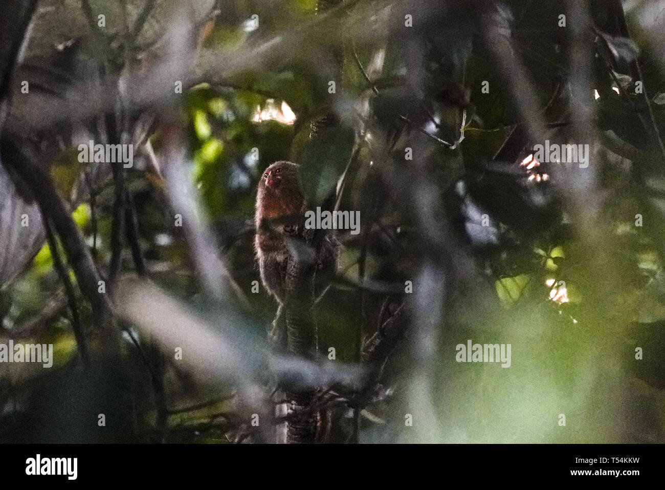 Clavero, Amazon, Peru. 20th Mar, 2019. The pygmy marmoset, Cebuella ...