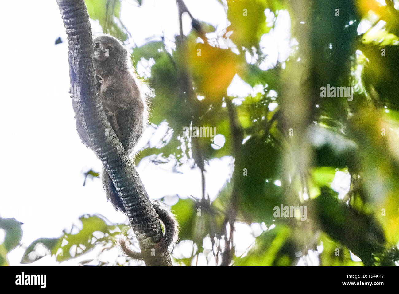 Clavero, Amazon, Peru. 20th Mar, 2019. The pygmy marmoset, Cebuella ...