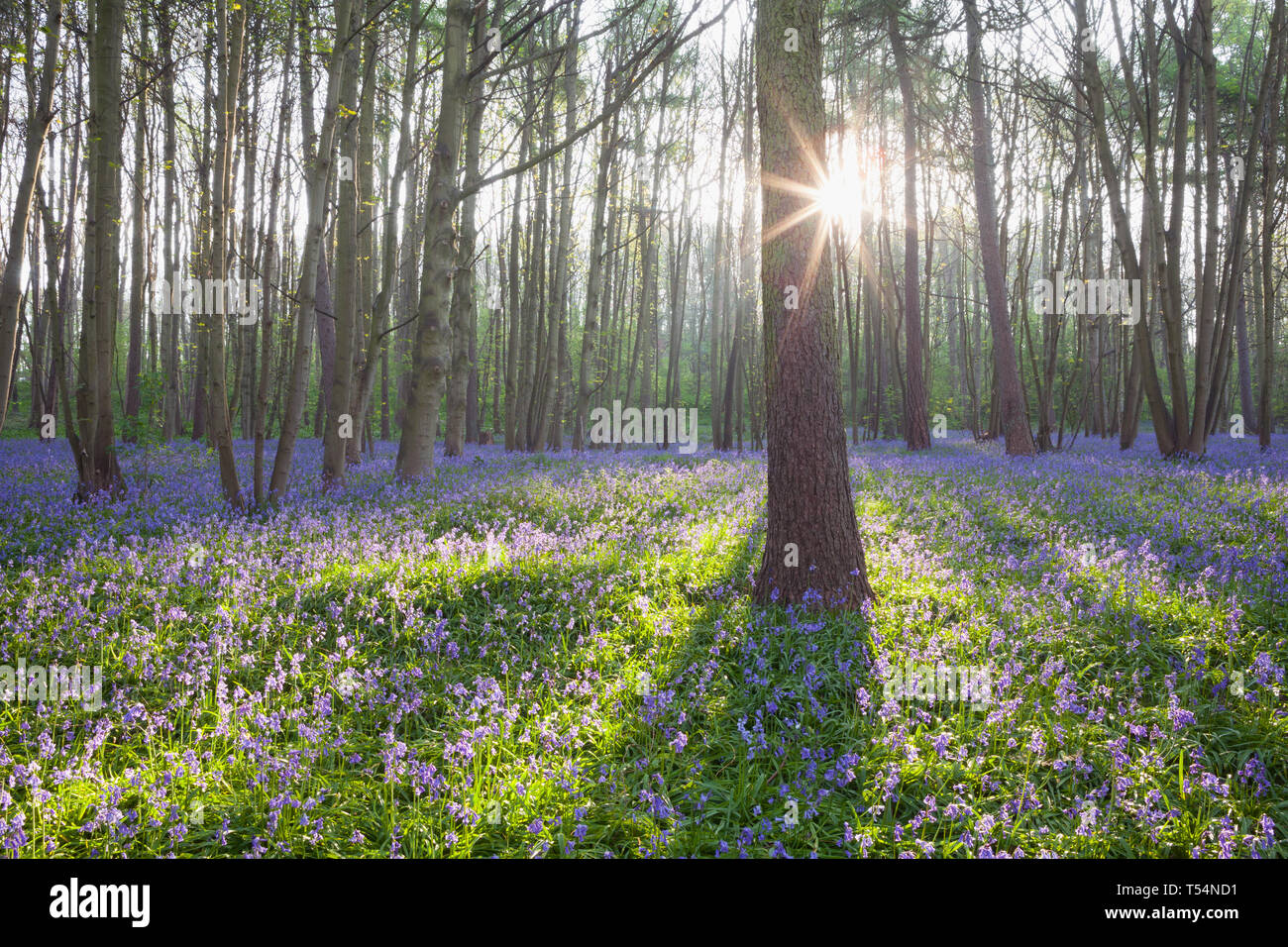 Scunthorpe, UK. 21st Apr, 2019. UK Weather: Early morning in an English ...