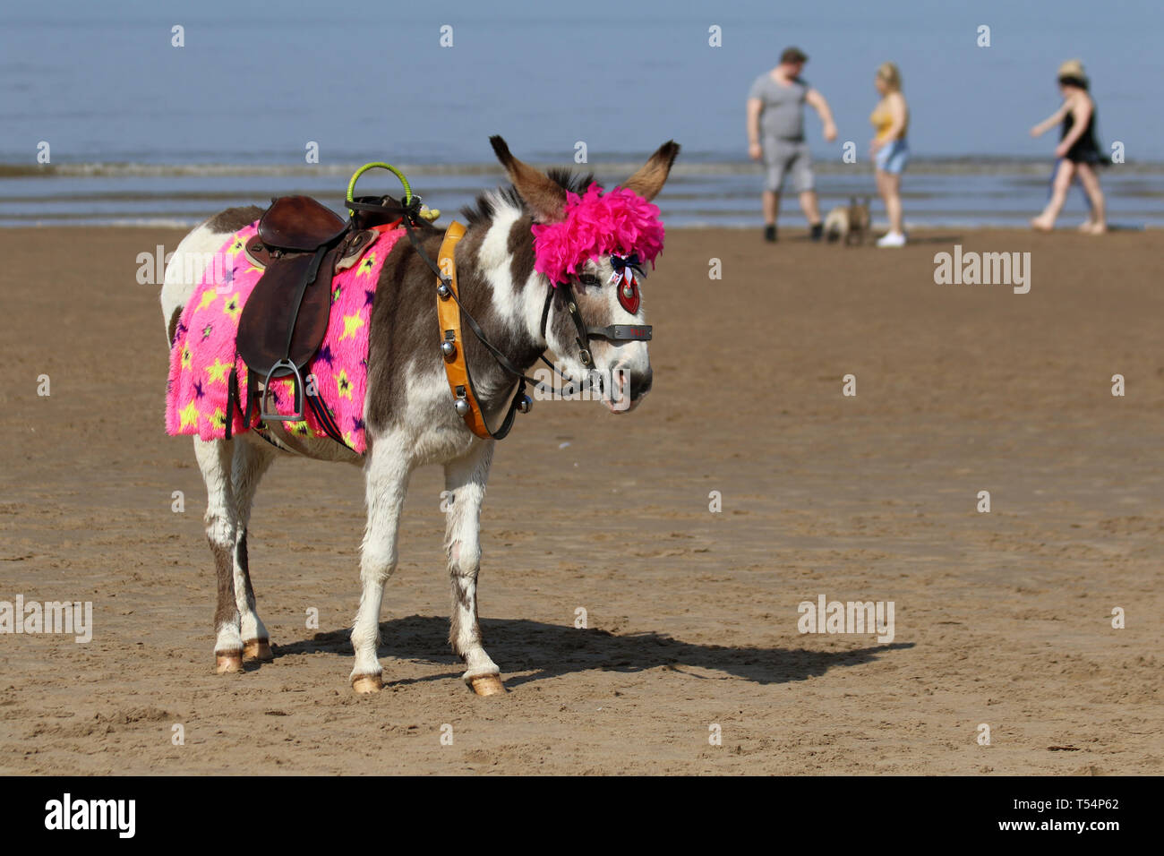 Donkeys donkey rides blackpool beach seaside sand resort coast coast hi ...