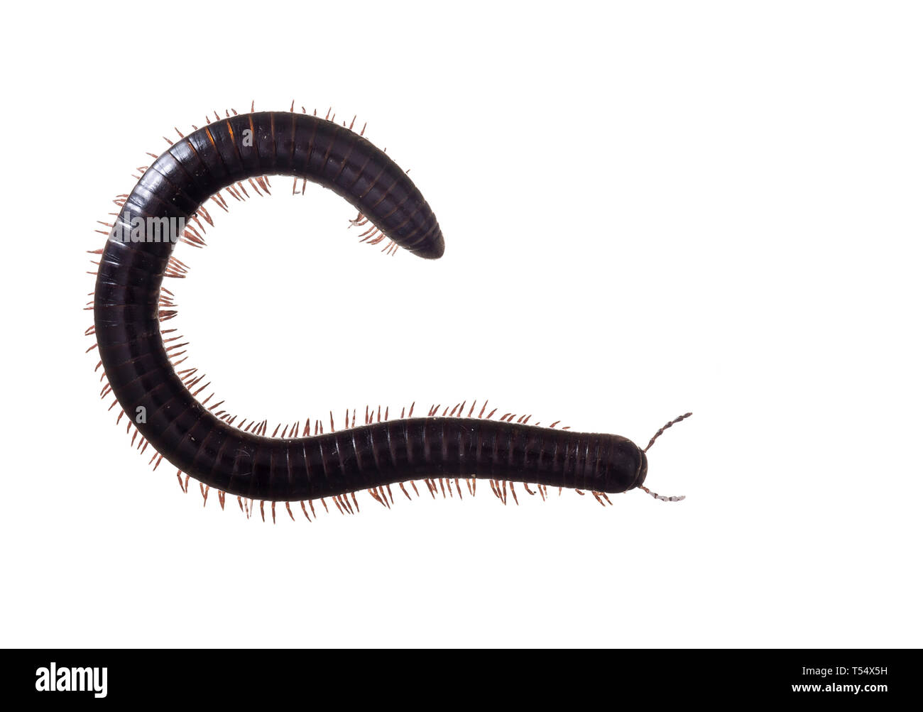 Creepy crawly hi-res stock photography and images - Alamy