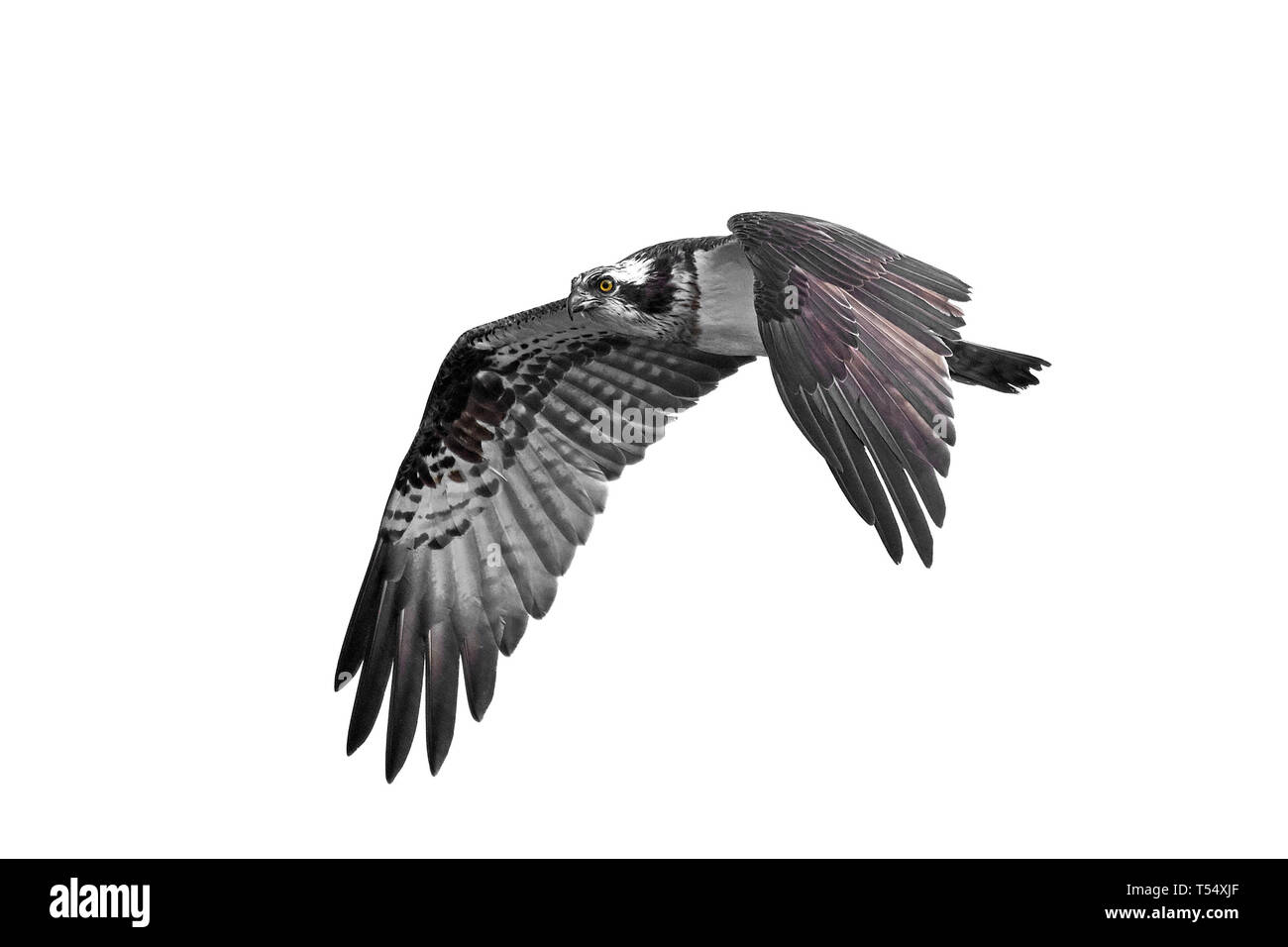 Osprey in flight isolated on a white background Stock Photo - Alamy