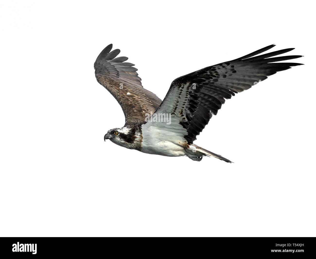 Osprey in flight in its natural habitat Stock Photo - Alamy