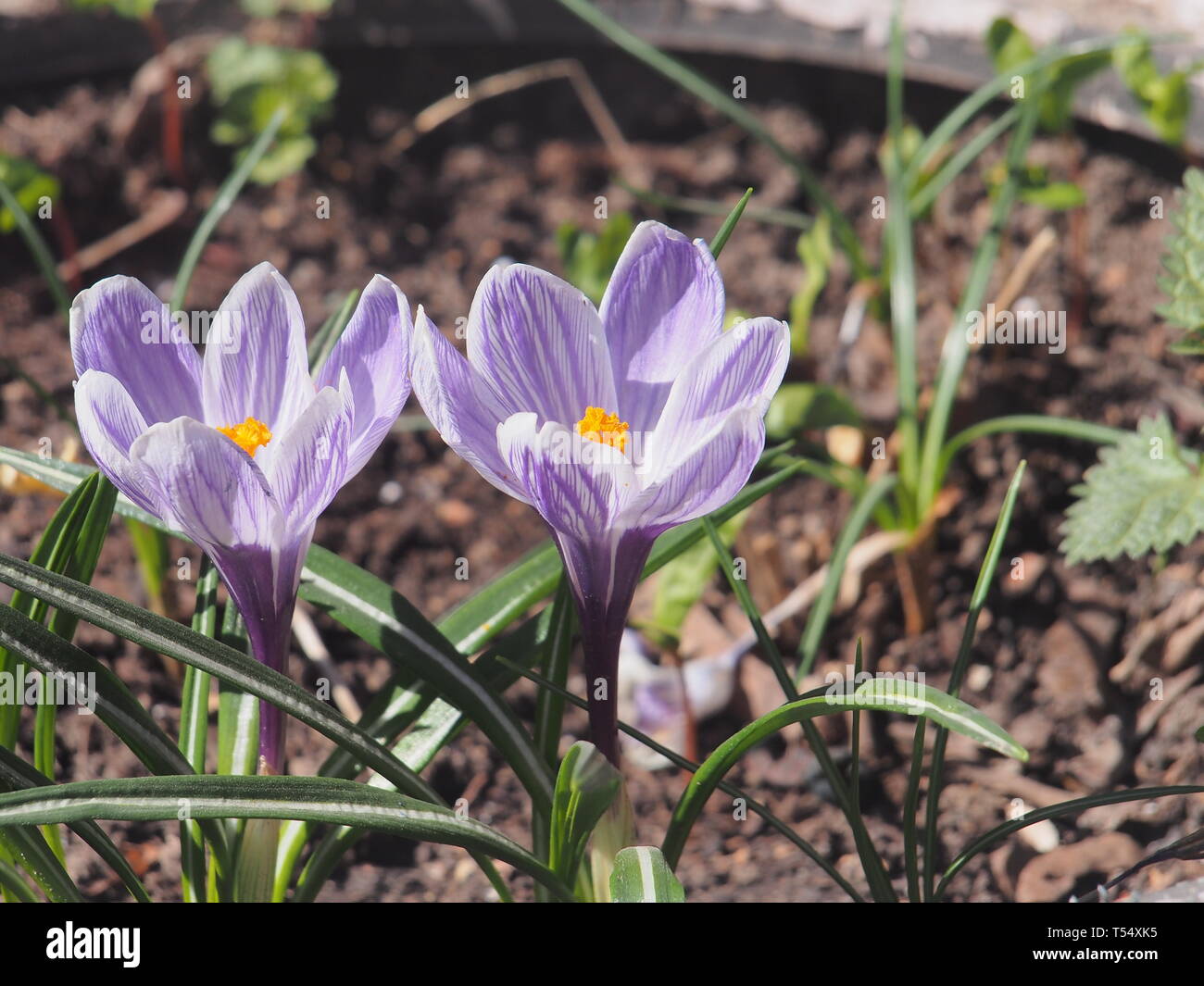 Crocuses bloom in a flower bed made of car tires. The first spring ...
