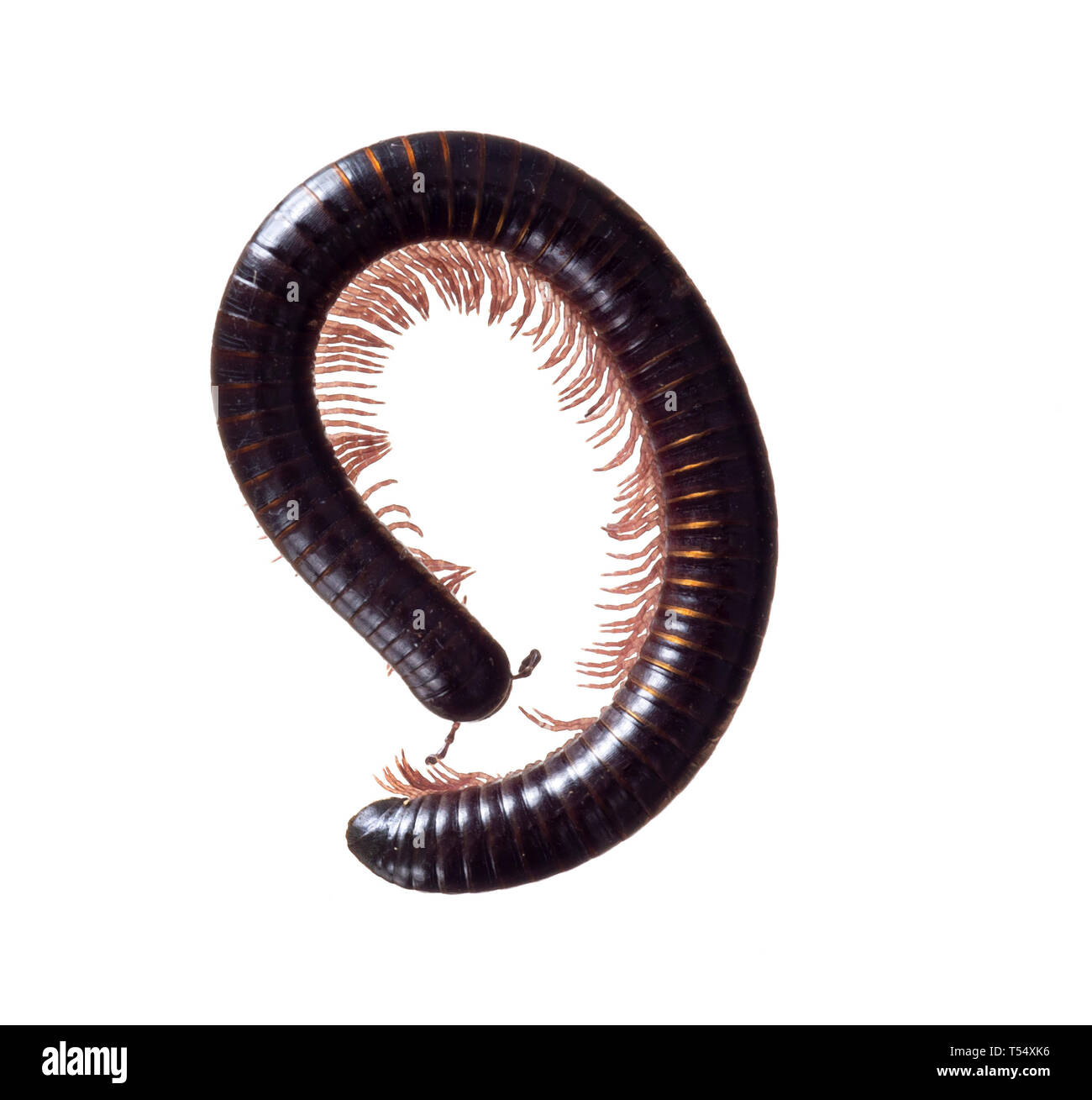 Orange insect black head Cut Out Stock Images & Pictures - Alamy