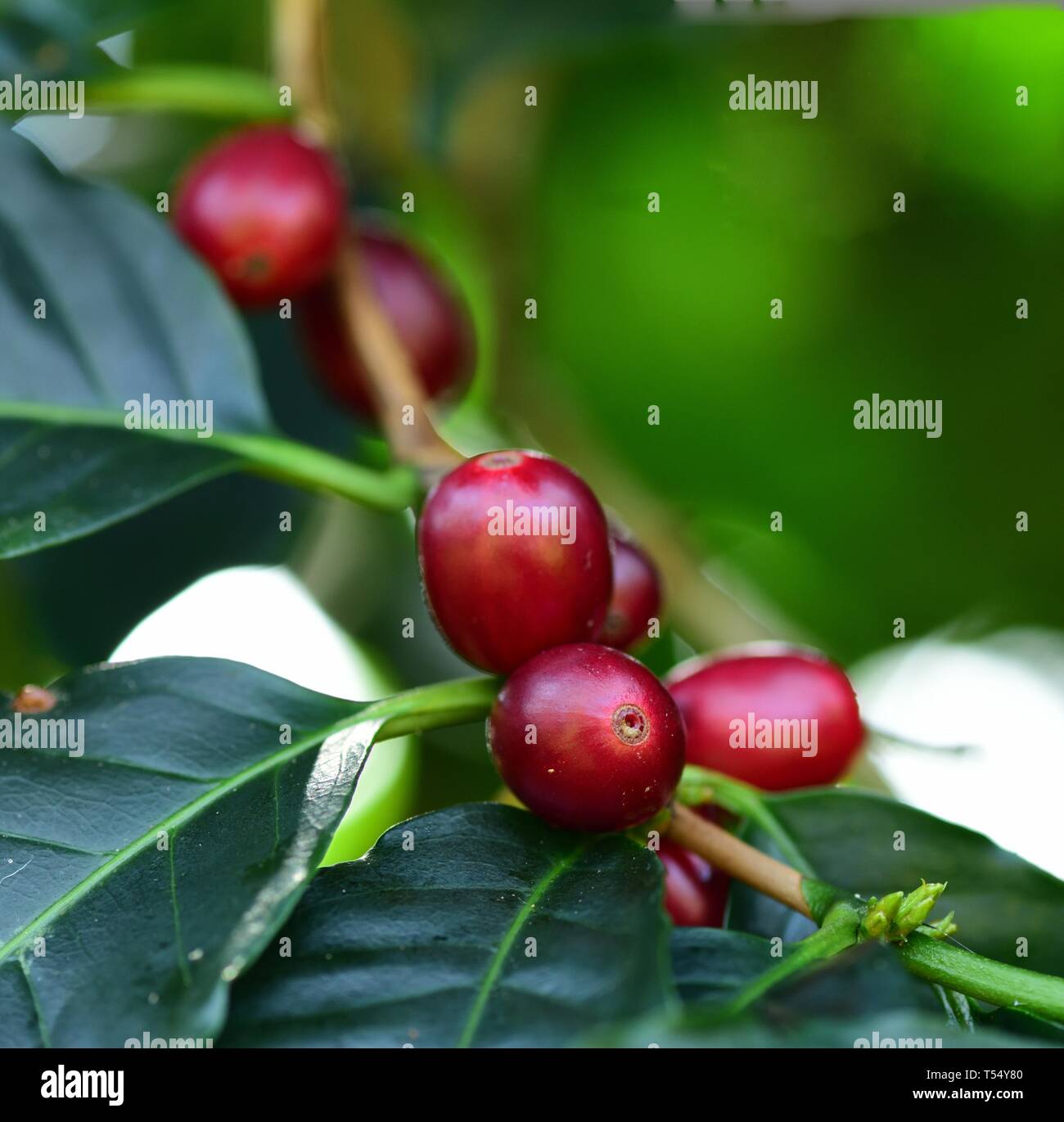 Arabian coffee coffea arabica hi-res stock photography and images - Alamy