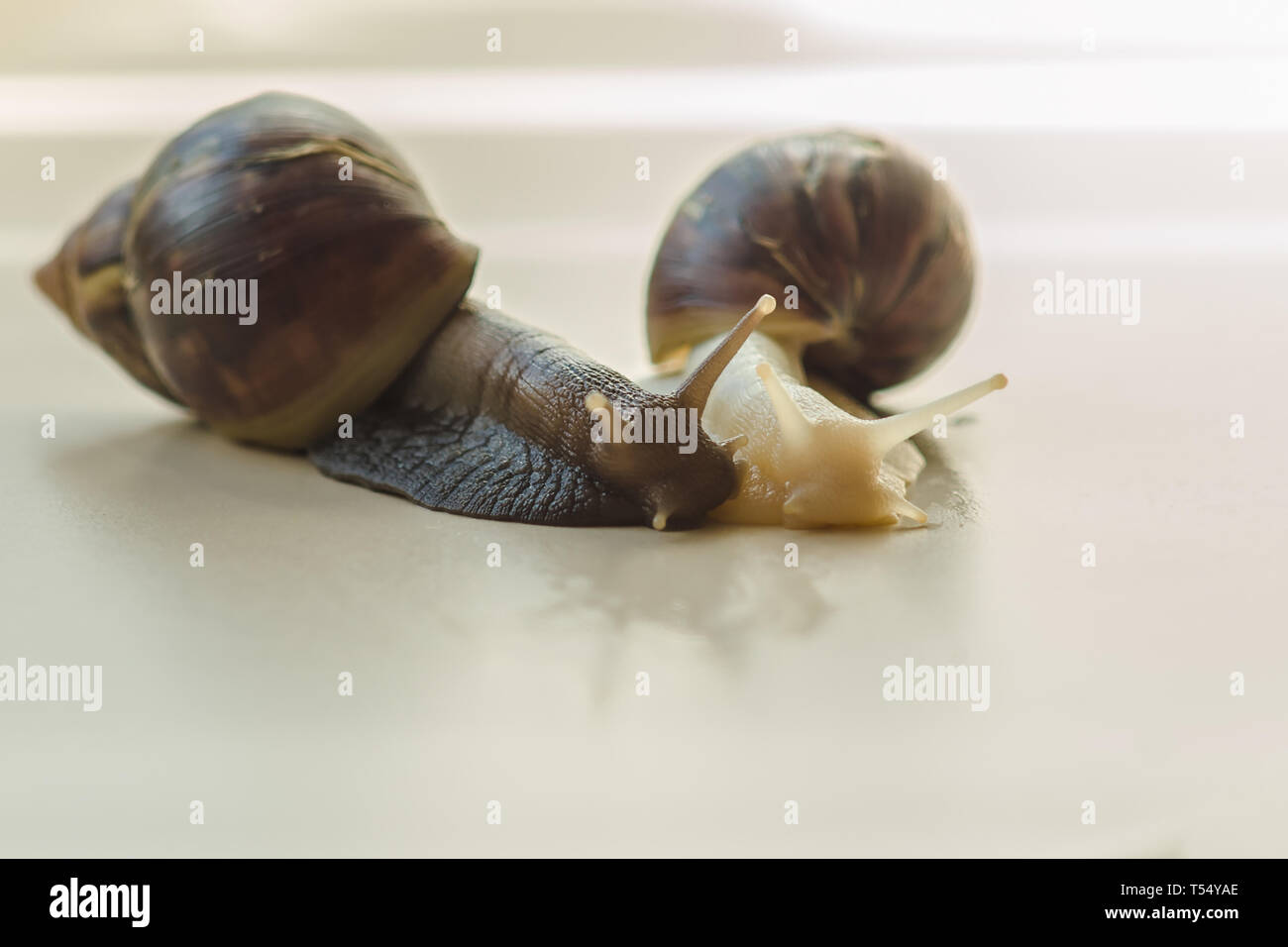 Two Achatina snails on the light background. Extreme close-up macro ...