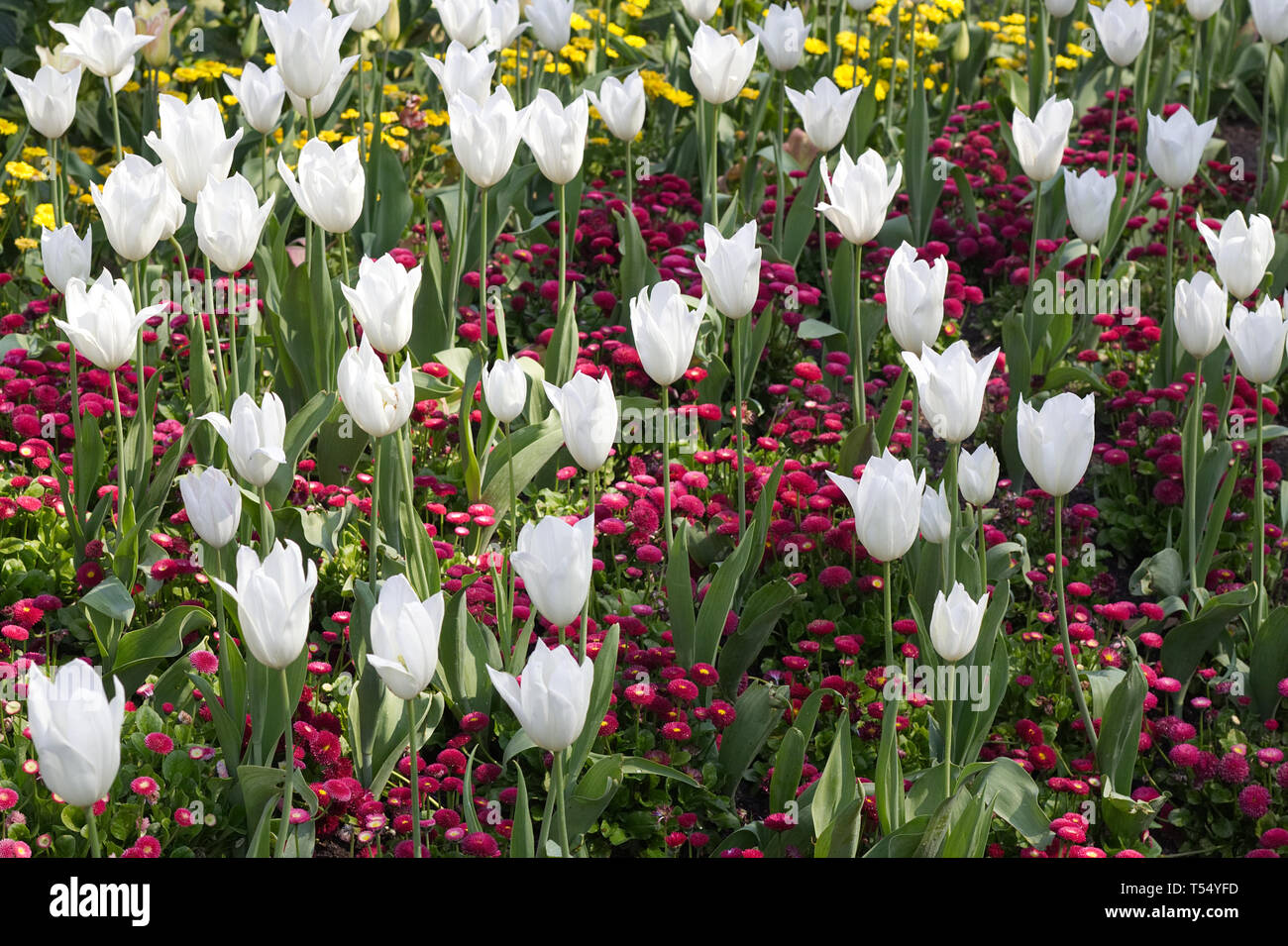Variety of tulips flowering in London Stock Photo - Alamy