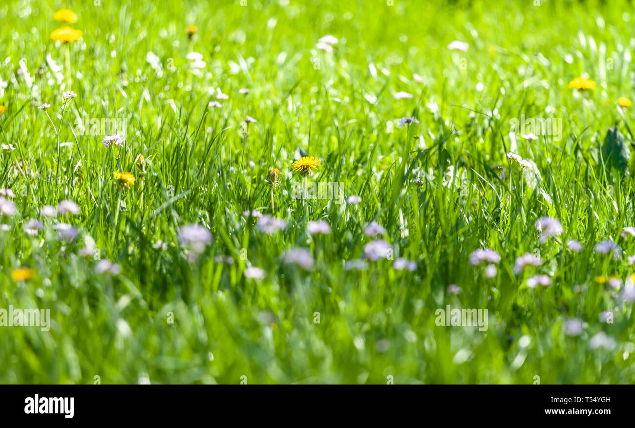 green grass with wild flowers closeup background texture Stock Photo ...