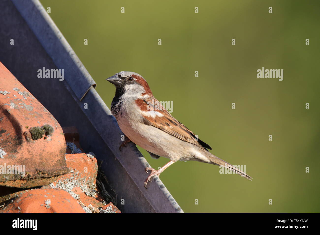 Sparrow on the roof Stock Photo - Alamy