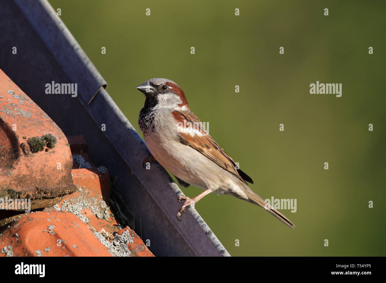 Sparrow on the roof Stock Photo - Alamy