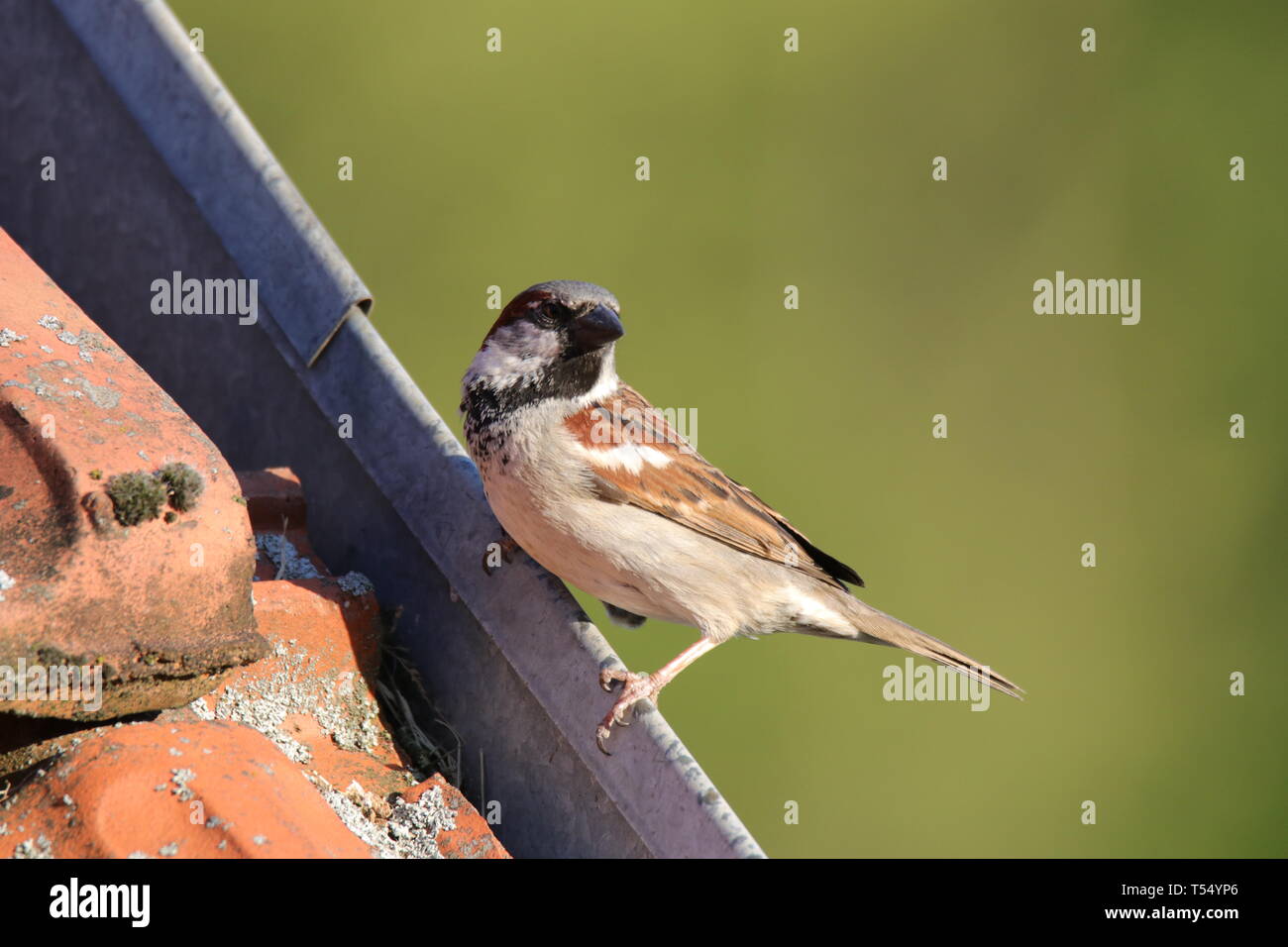 Sparrow on the roof Stock Photo - Alamy