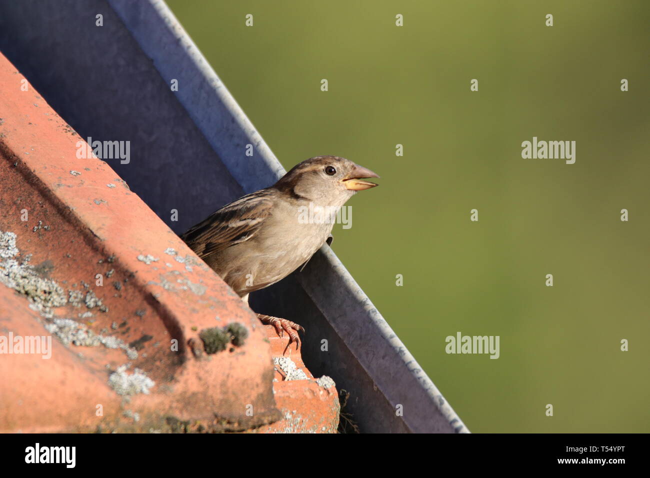 Sparrow on the roof Stock Photo - Alamy