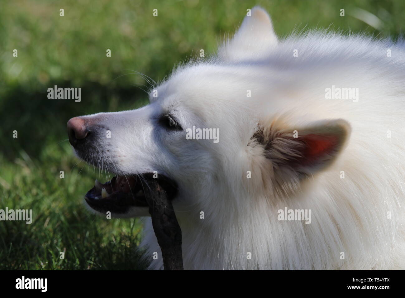 Big spitz hi-res stock photography and images - Alamy