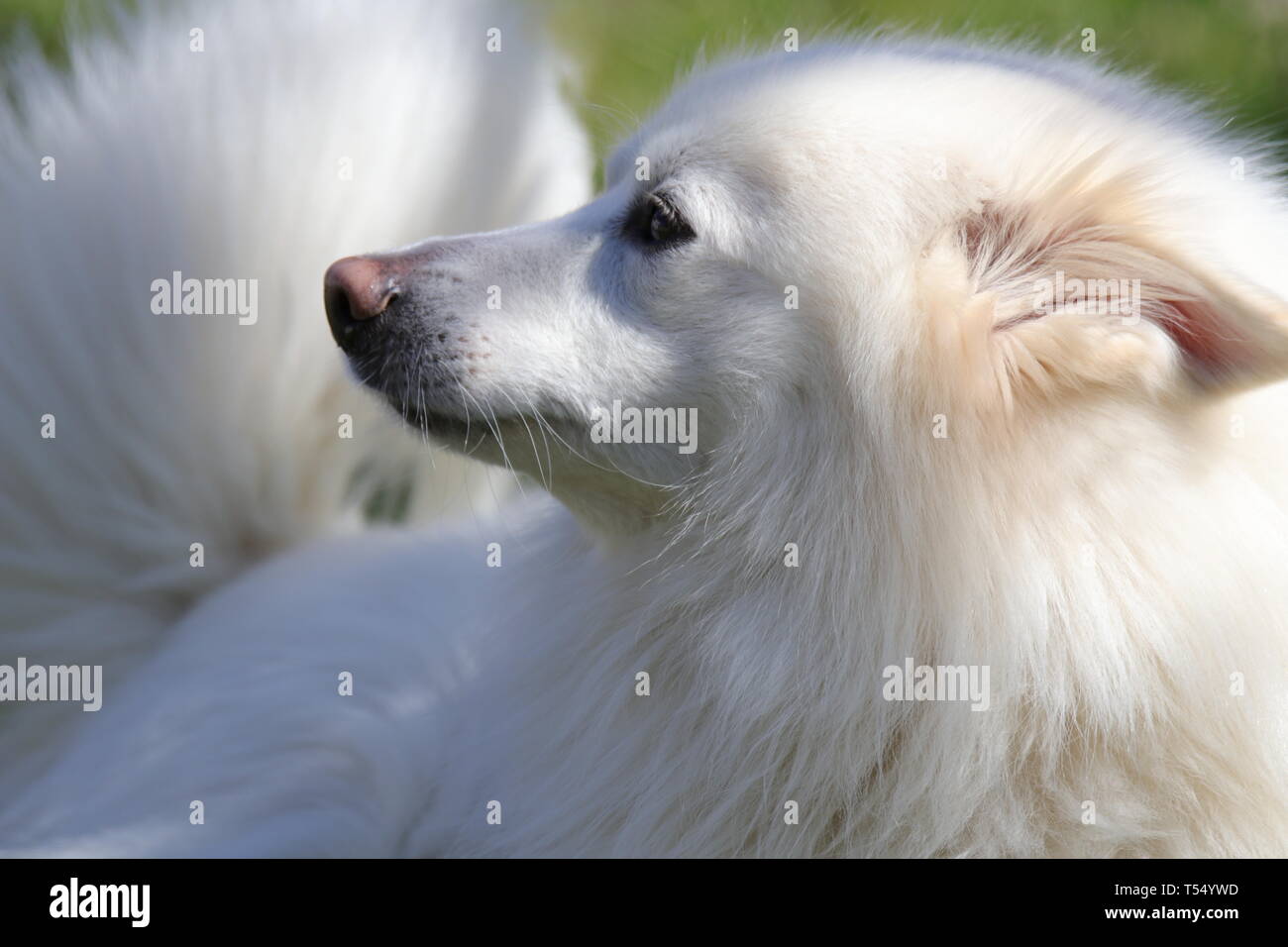 Big spitz hi-res stock photography and images - Alamy