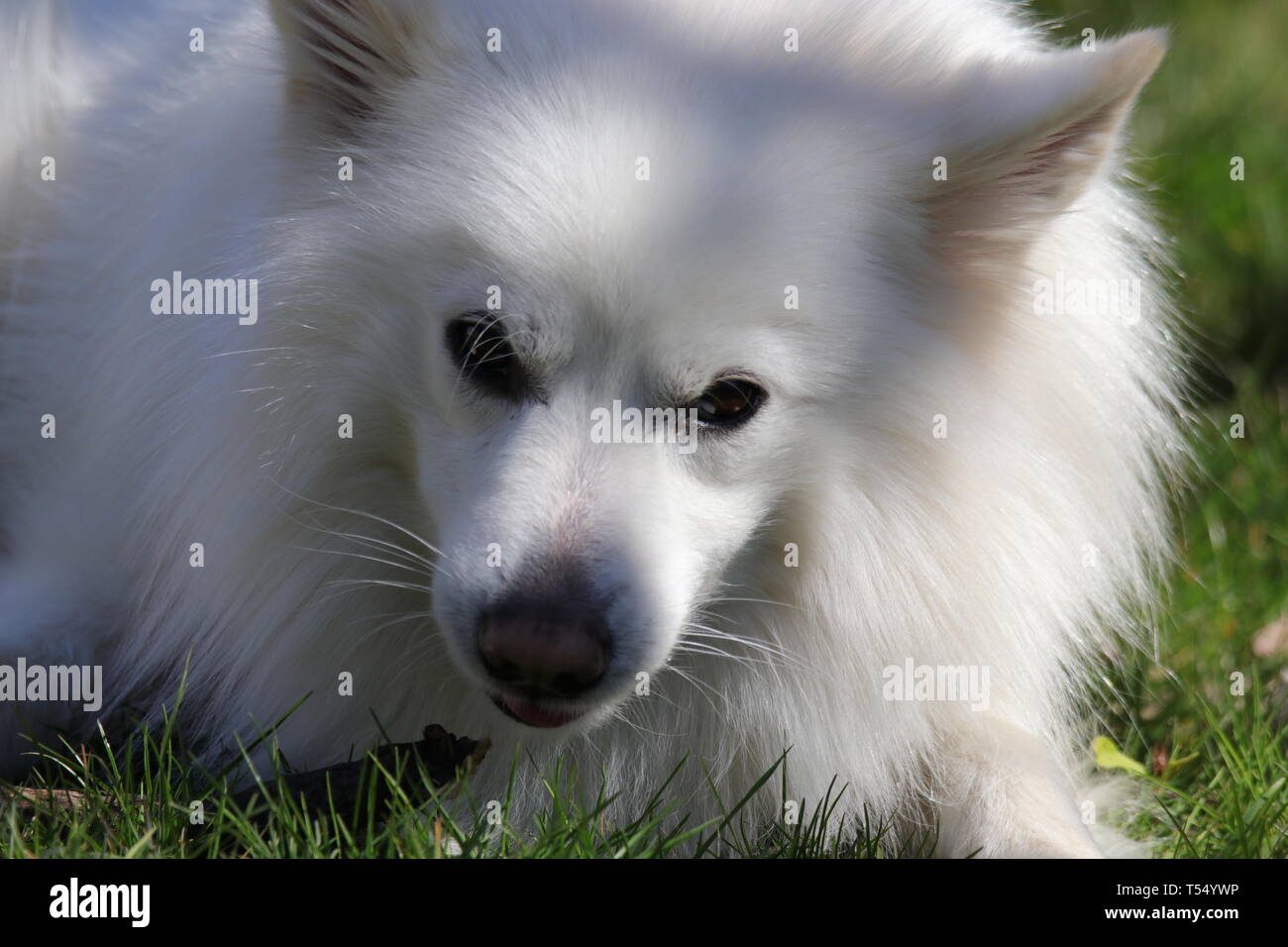 Big spitz hi-res stock photography and images - Alamy