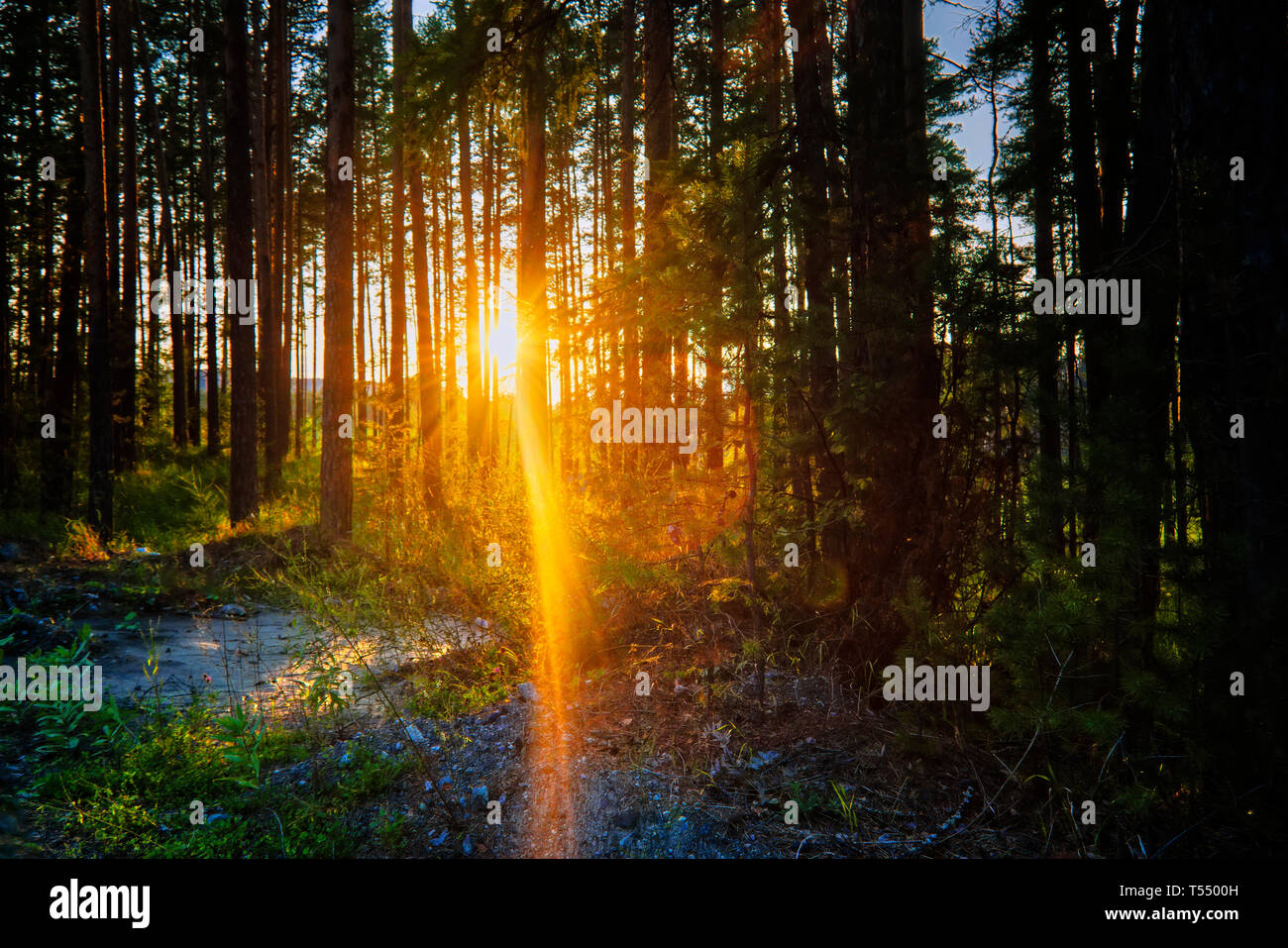 Sunset through pine branches hi-res stock photography and images - Alamy