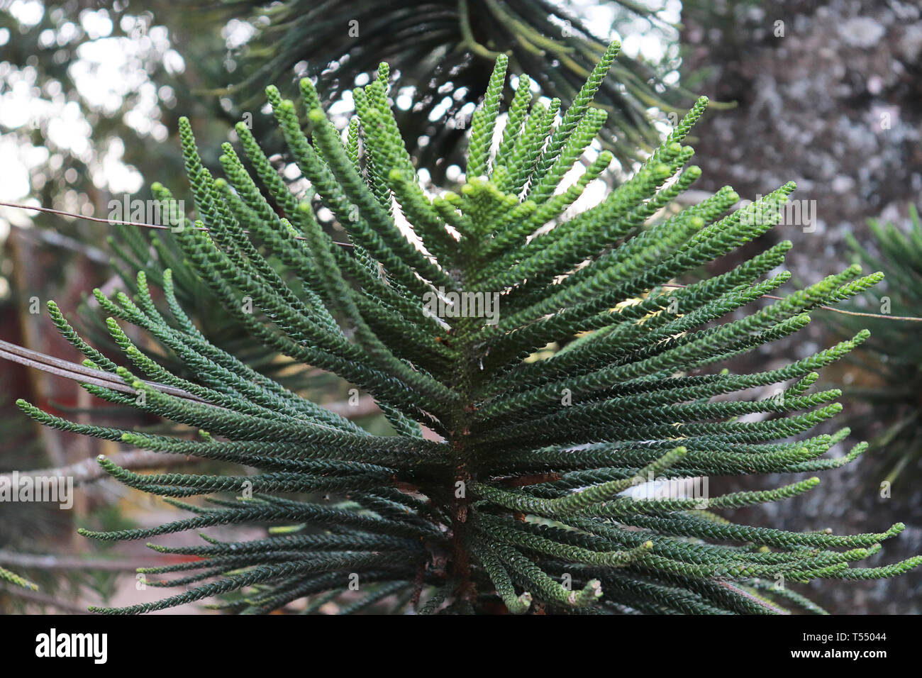 Pine Leaves like a Dragon Scales Stock Photo - Alamy