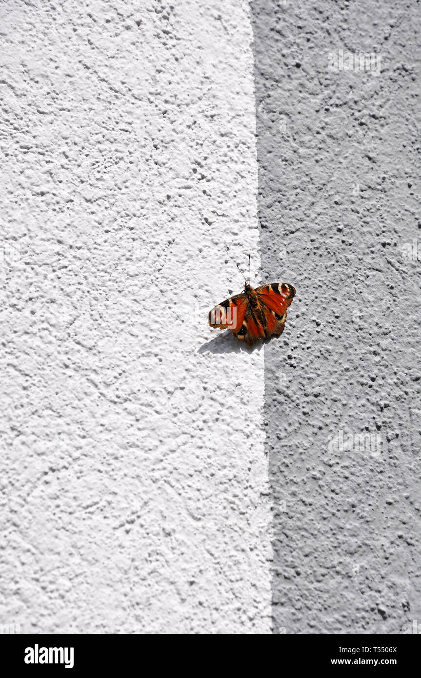 Single peacock butterfly with open wings sitting on the white-gray wall ...