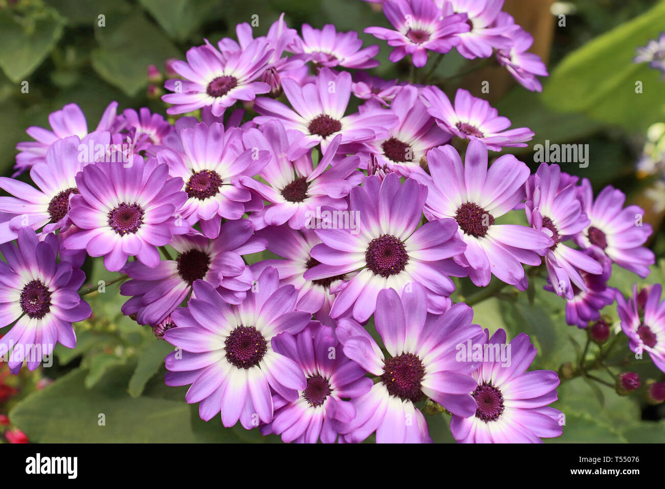 pink small flower on green background High resolution image gallery ...
