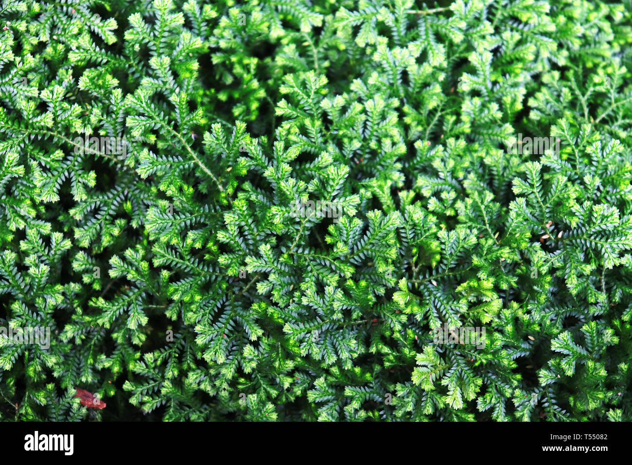 Beautiful green moss on the stone, moss closeup, macro. Beautiful ...